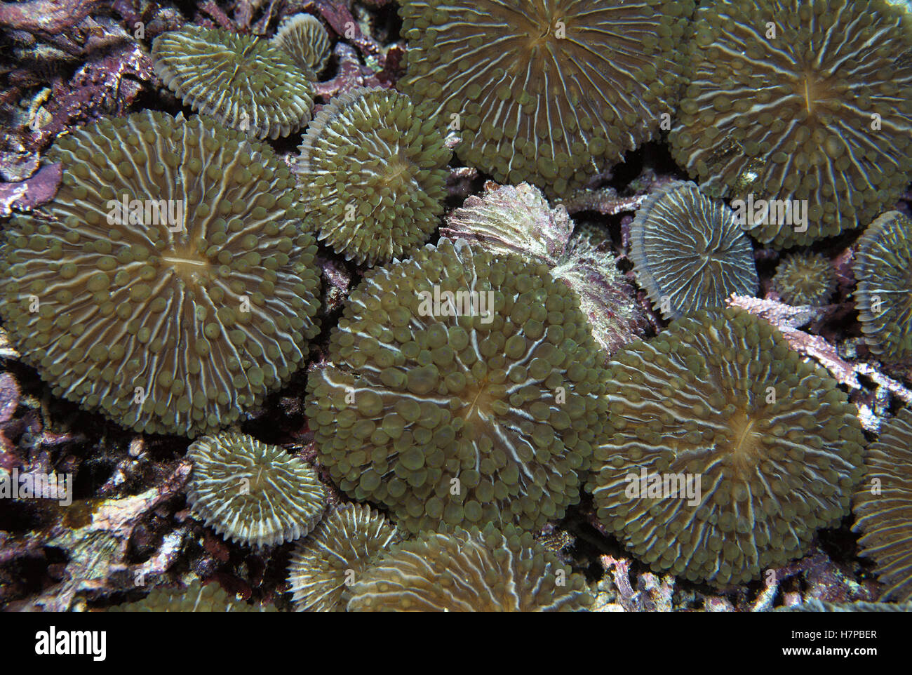 Mushroom Coral (Fungiidae) growing together in shallow water, Indonesia ...