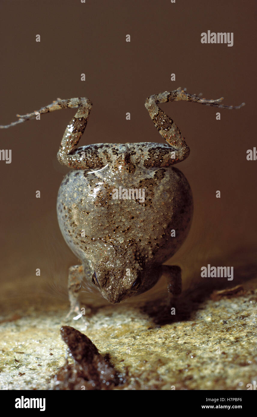 Sharp-nosed Frog (Ptychadena oxyrhynchus) swimming underwater, inflates ...