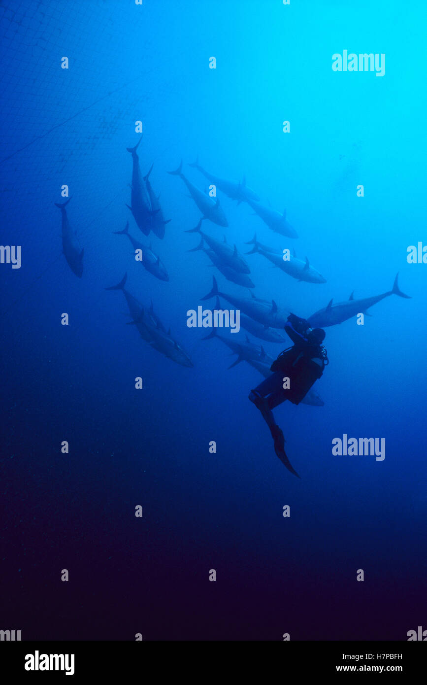 Atlantic Bluefin Tuna (Thunnus thynnus) diver filming a school that has ...