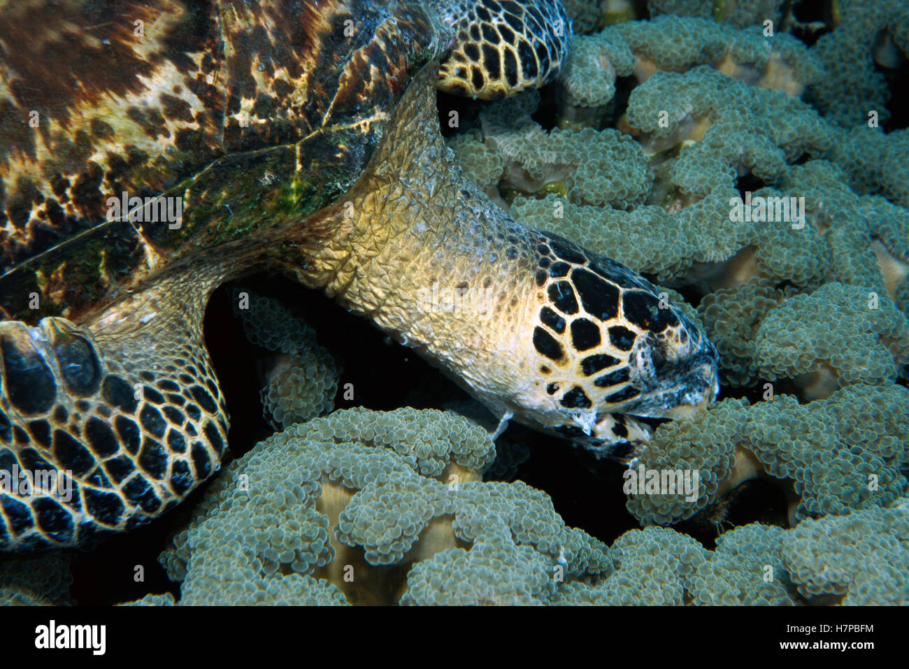 Hawksbill Sea Turtle (Eretmochelys imbricata) eating Organ Pipe Coral ...