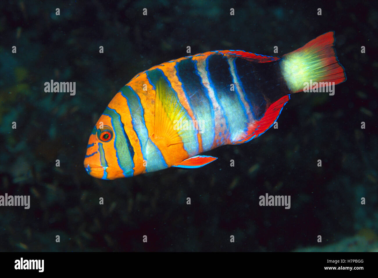 Tuskfish (Choerodon sp) a Wrasse with typical large teeth, swimming ...