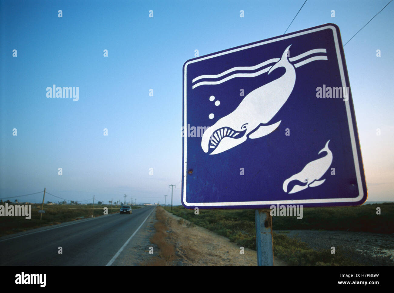 Whale watching sign, migrating Gray Whales draw many tourists each year ...