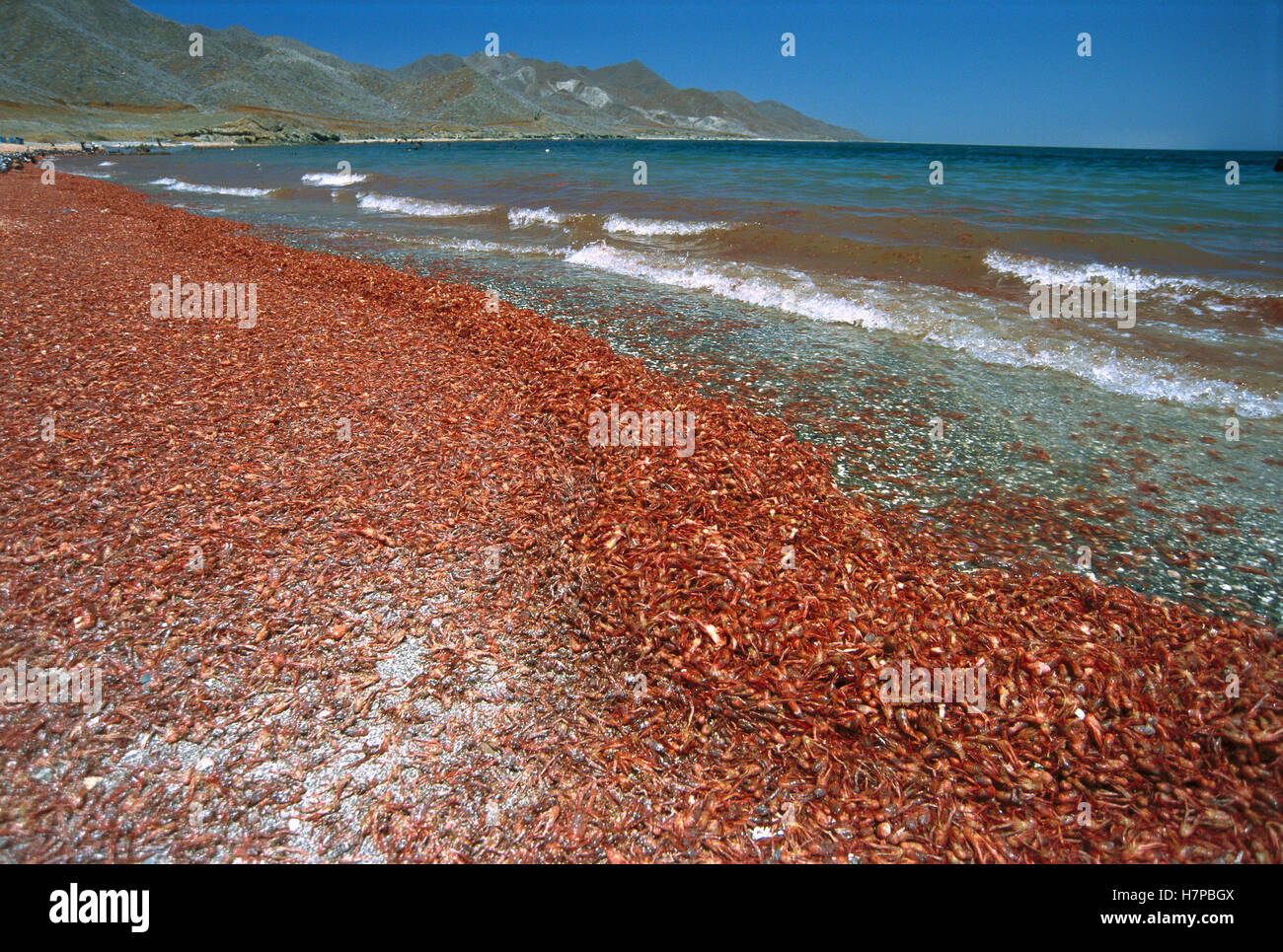 Pelagic Red Crab (Pleuroncodes planipes) group washed ashore by storms ...