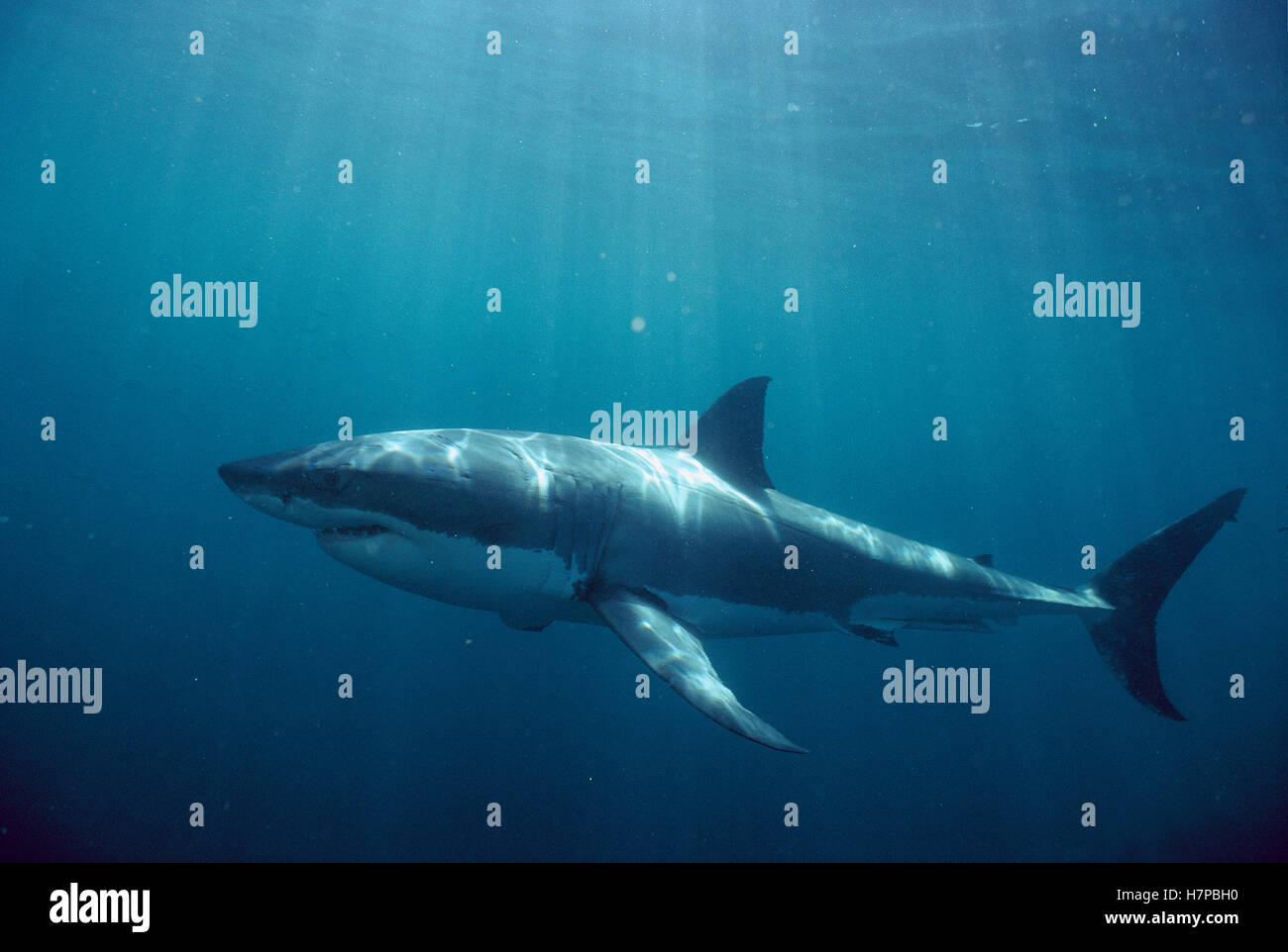 Great White Shark (Carcharodon carcharias) swimming underwater ...