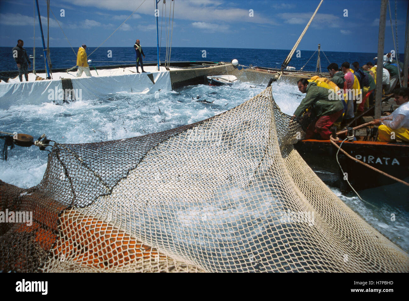 Atlantic Bluefin Tuna (Thunnus thynnus) in net as it is raised by ...