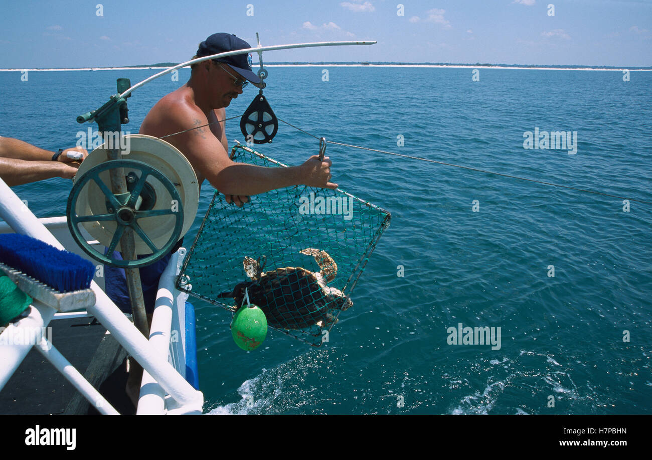 Researchers test efficiency of Turtle Exclusion Device, Florida Stock ...