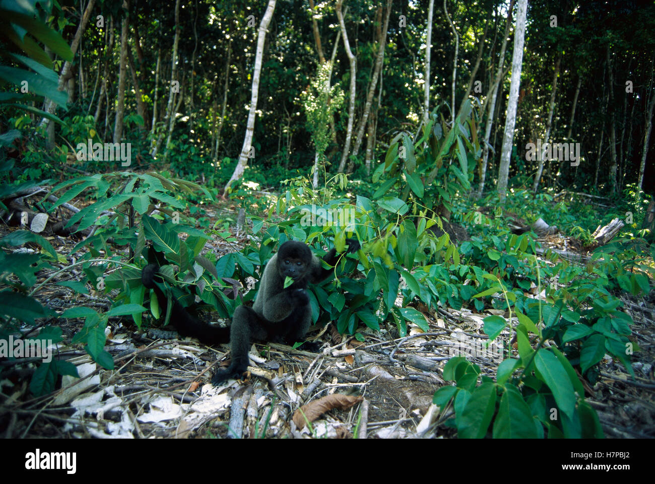 Humboldt's Woolly Monkey (Lagothrix lagotricha), Amazon rainforest ...