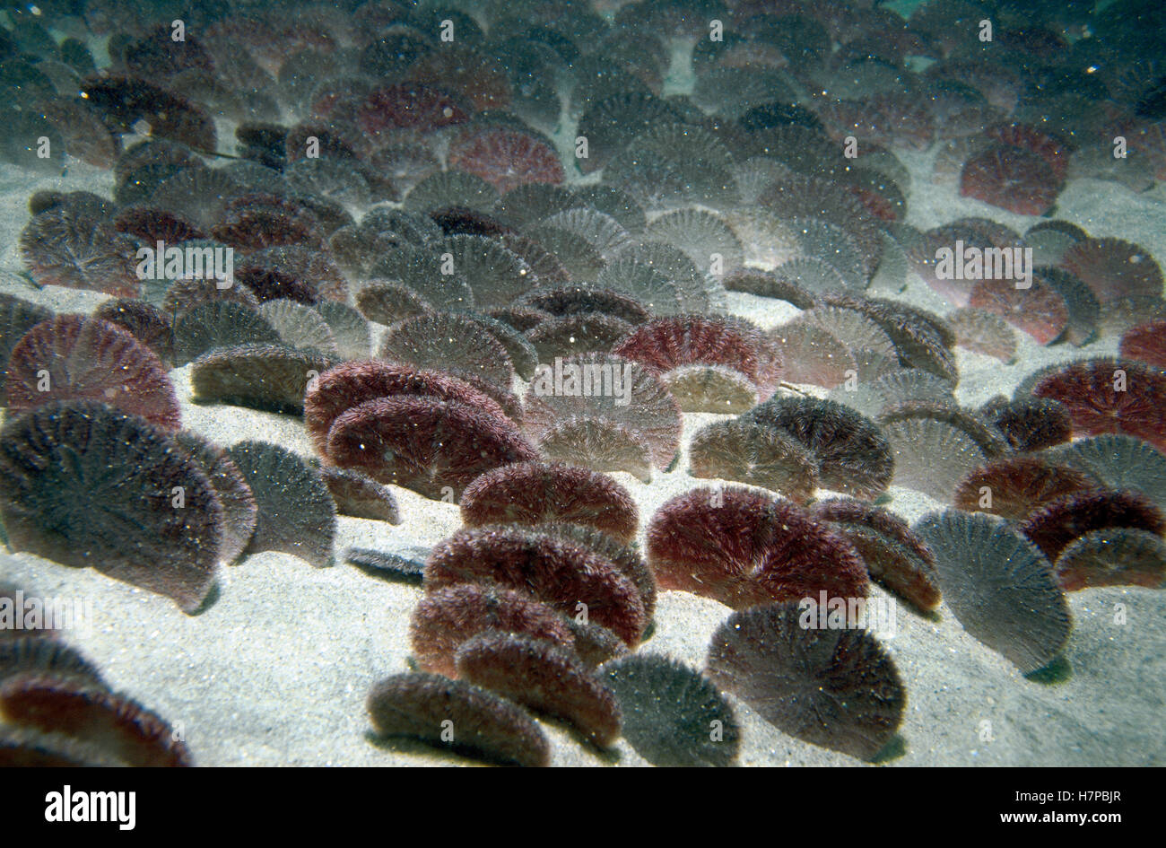 Echinarachnius parma underwater High Resolution Stock Photography and ...