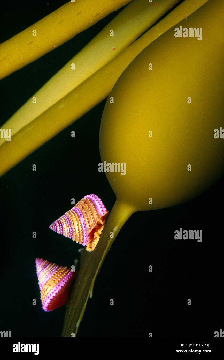 Purple-ring Top Snail (Calliostoma annulatum) pair on kelp bulb, these ...