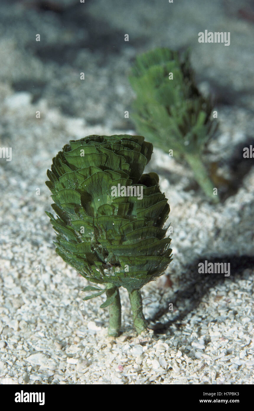 Pine Cone Algae (Rhipocephalus sp) tiny clumps of algae growing in well ...