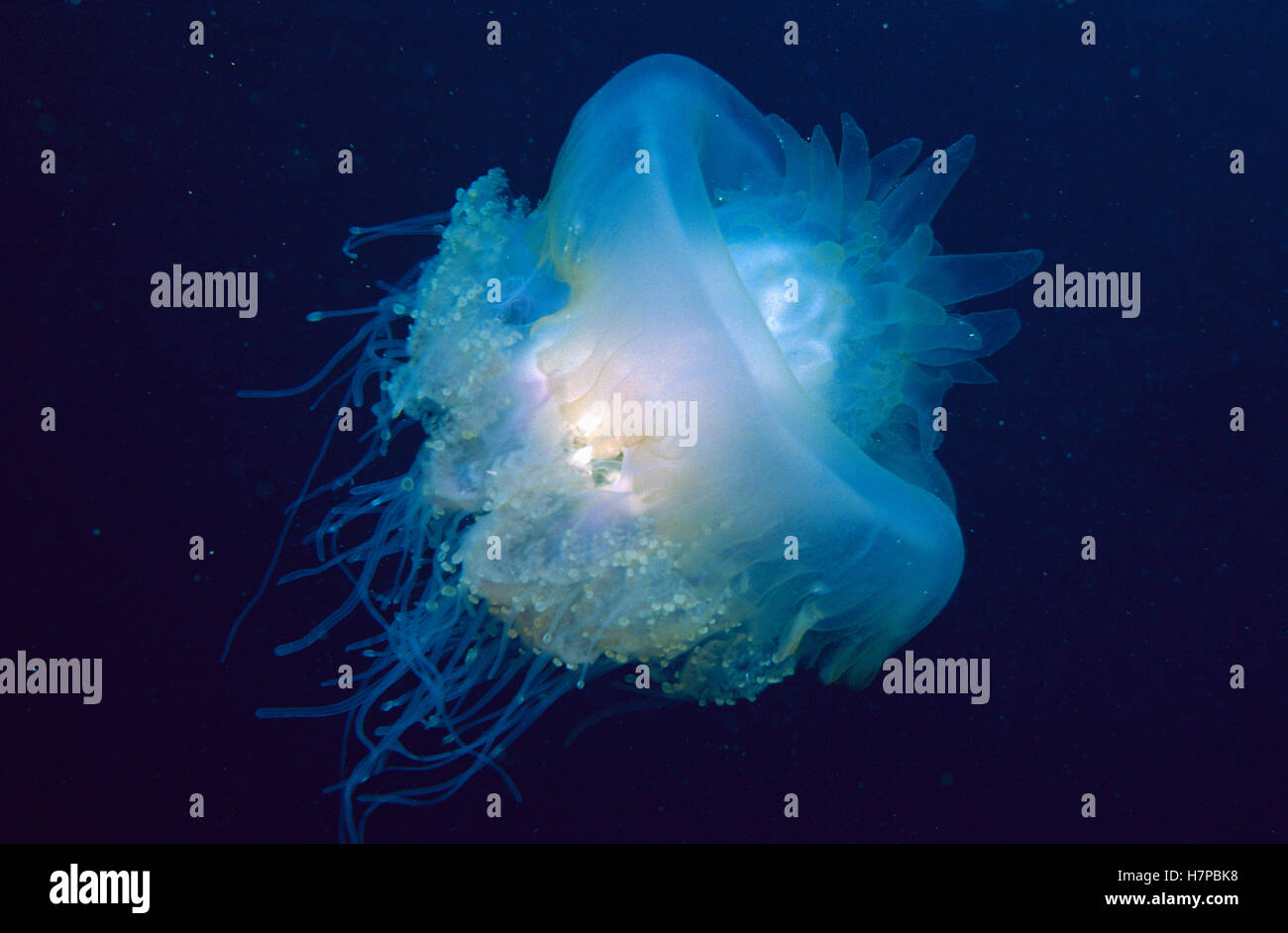 Jellyfish (Cephea cephea) underwater portrait, Fiji Stock Photo - Alamy