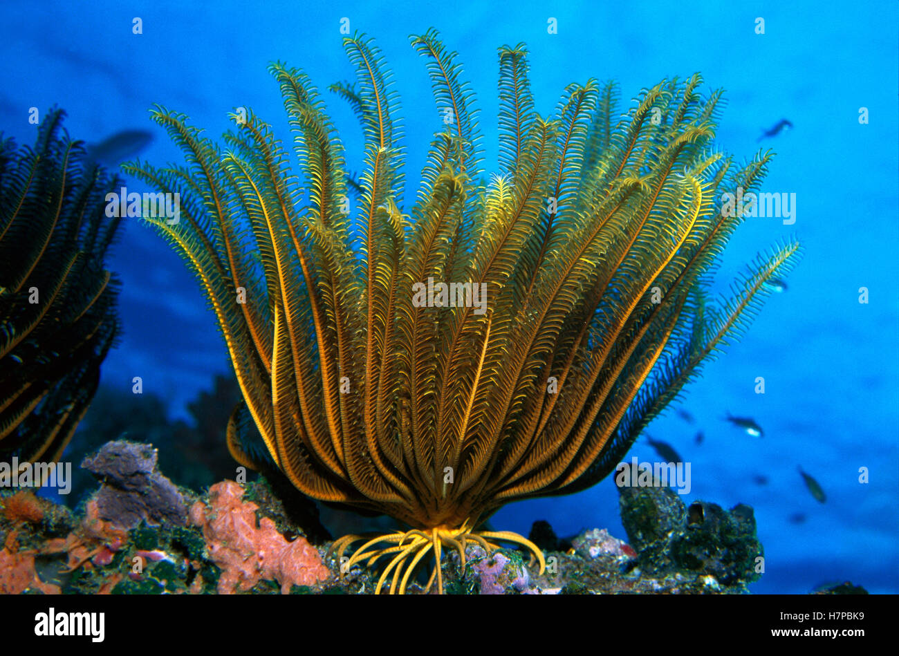 Crinoid or Feather Star, arms capture plankton from the current, Fiji ...