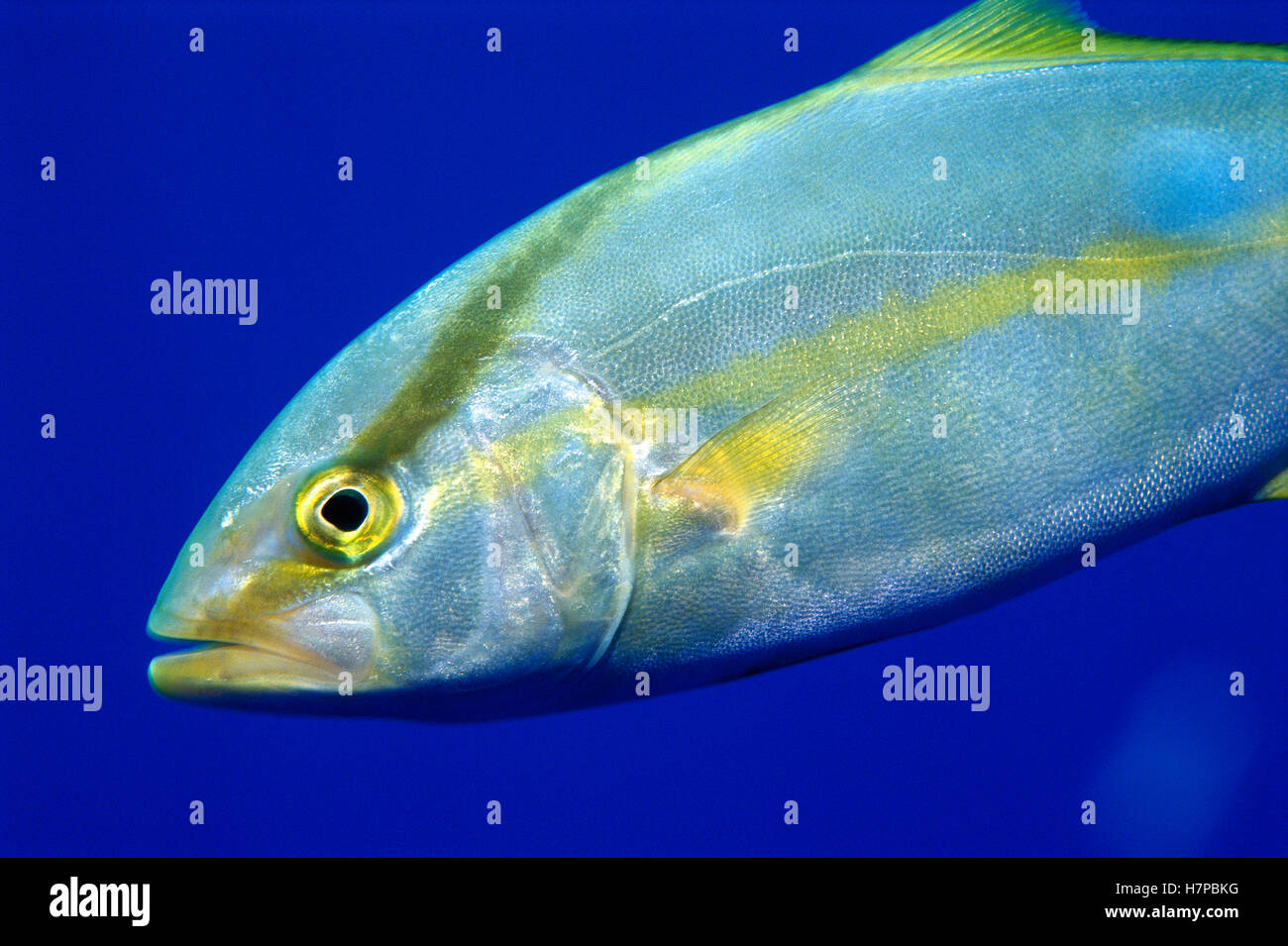 Amberjack (Seriola sp) swimming underwater, Hawaii Stock Photo - Alamy