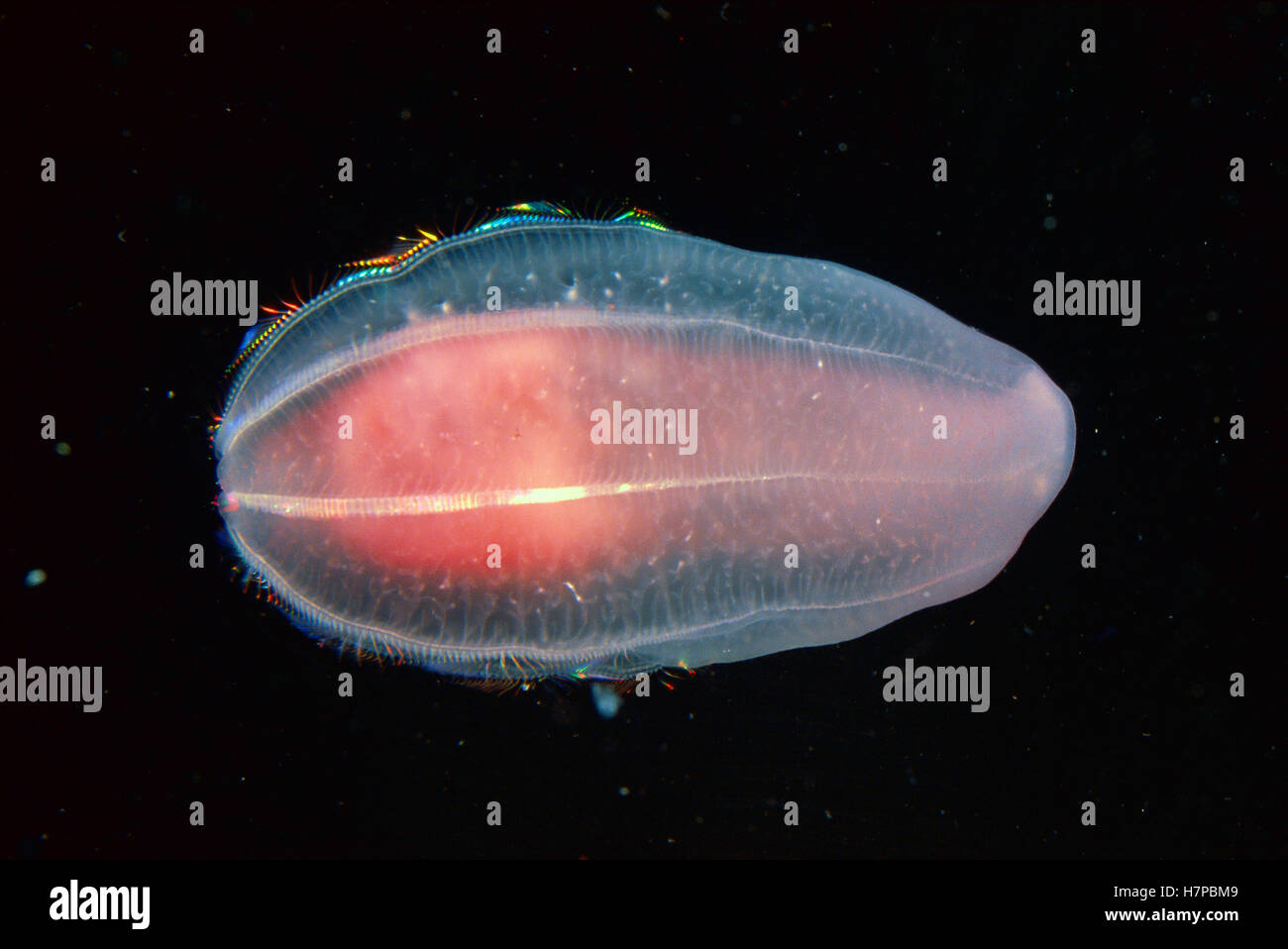 Ctenophore (Beroe cucumis) a Comb Jelly, Arctic Ocean Stock Photo - Alamy