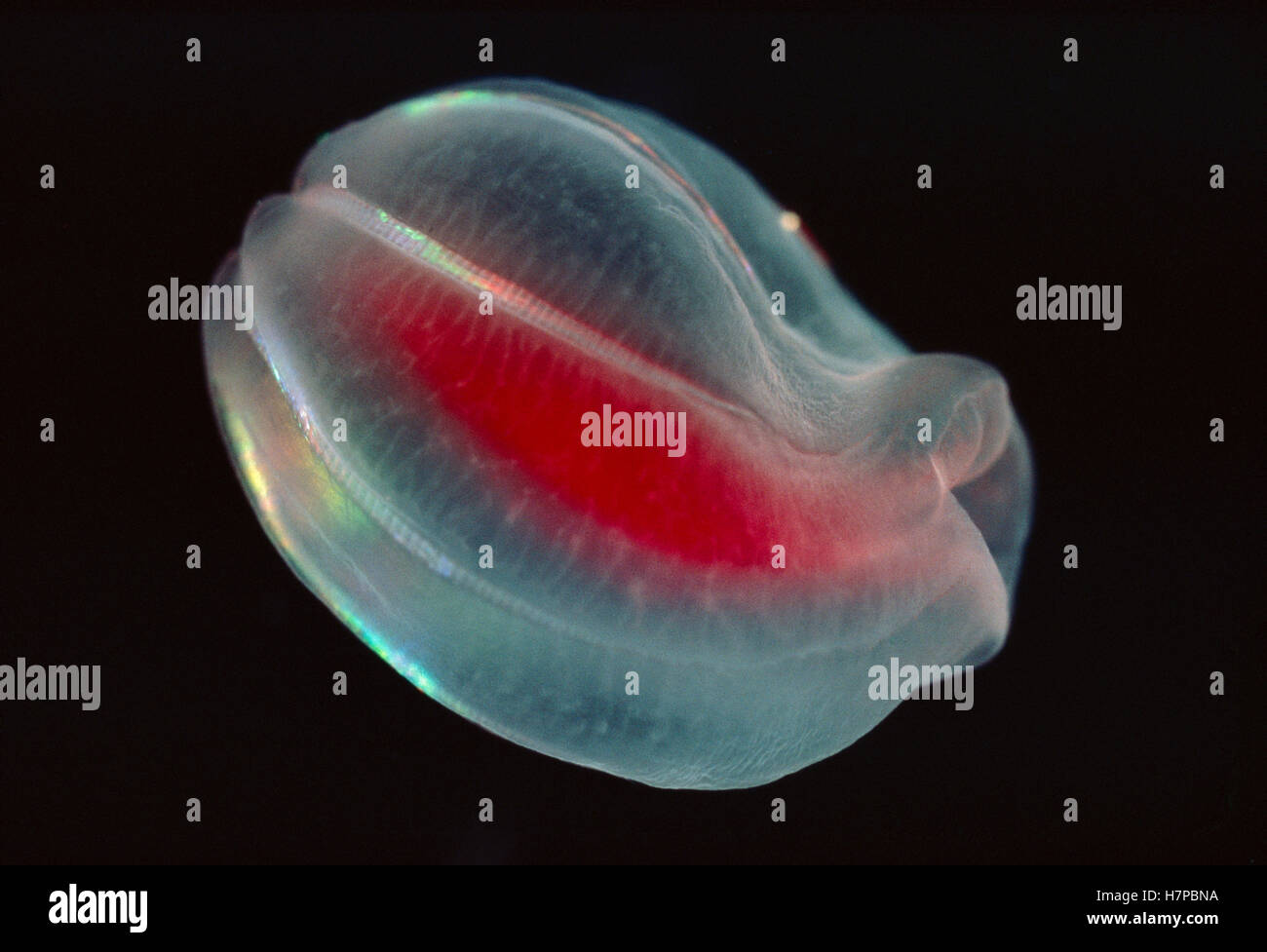 Ctenophore (Beroe cucumis) a Comb Jelly, Arctic Ocean Stock Photo - Alamy