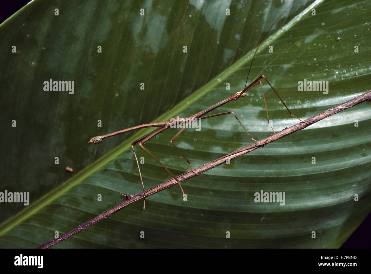 Stick Insect mimicking brown twig, Panama Stock Photo - Alamy