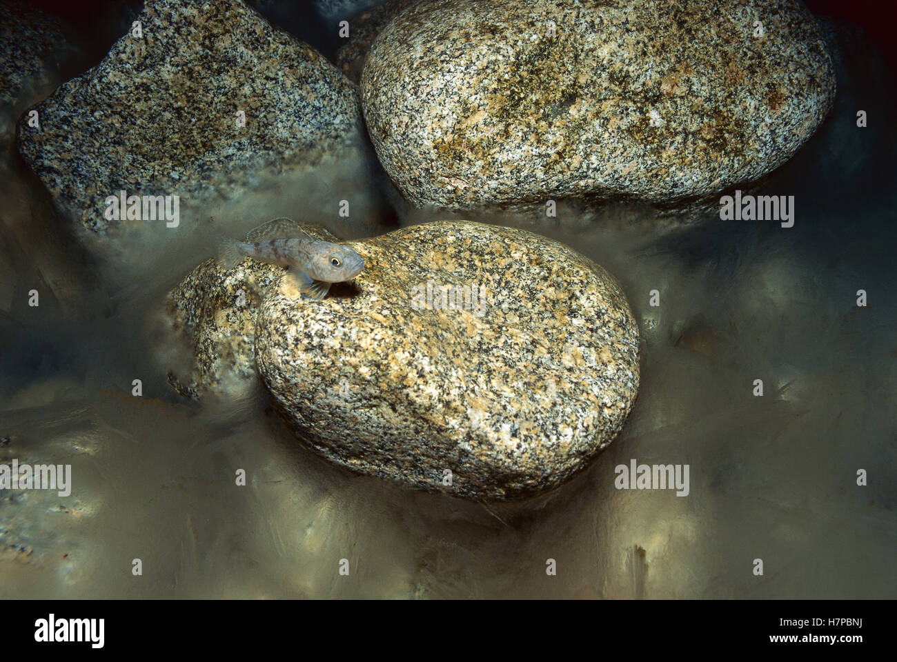 Emerald Notothen (Trematomus bernacchii) on rocks, notothenioid fish ...