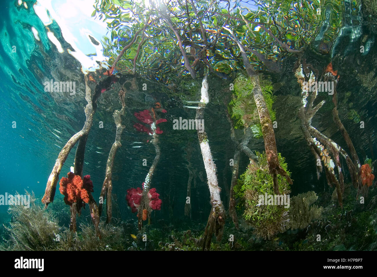 Mangrove (Rhizophoraceae) roots and trees, viewed from underwater, are ...