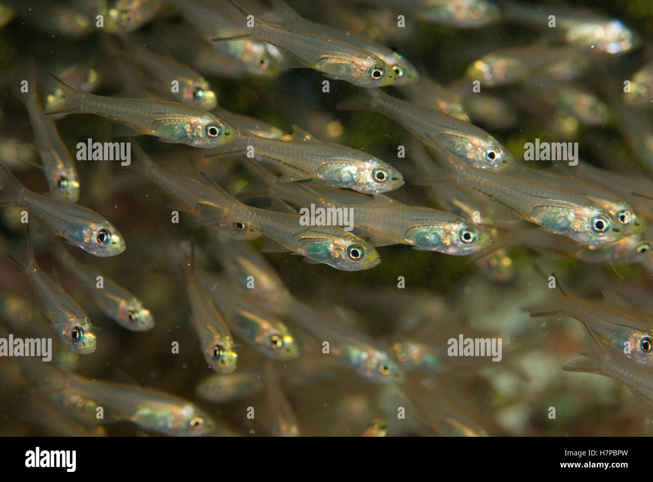 Pygmy Sweeper (Parapriacanthus ransonneti) school in a coral cave, Raja ...
