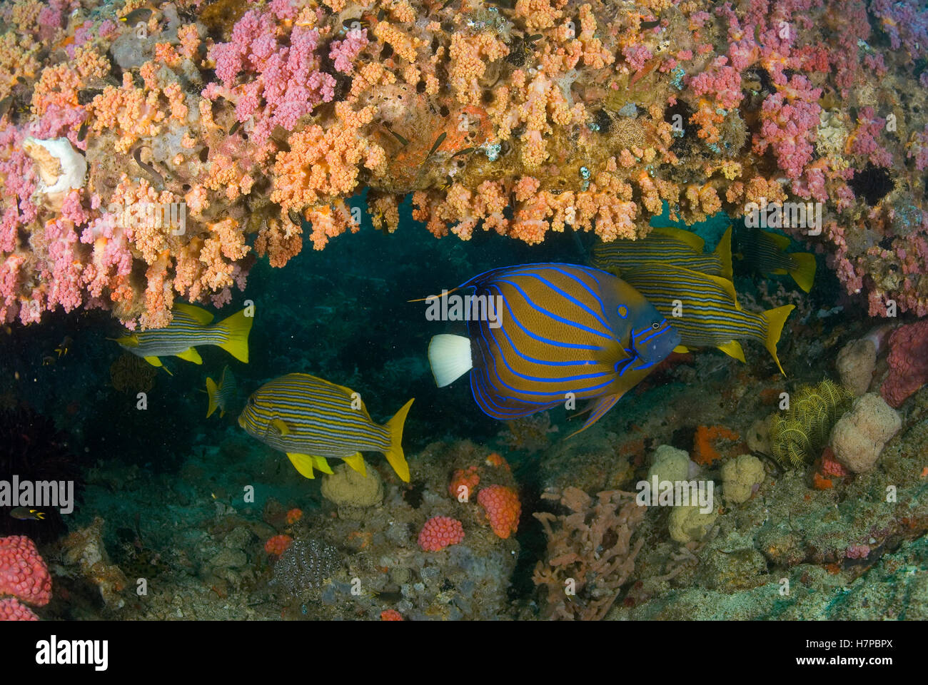 Blue-ringed Angelfish (Pomacanthus annularis) in cave, Raja Ampat ...