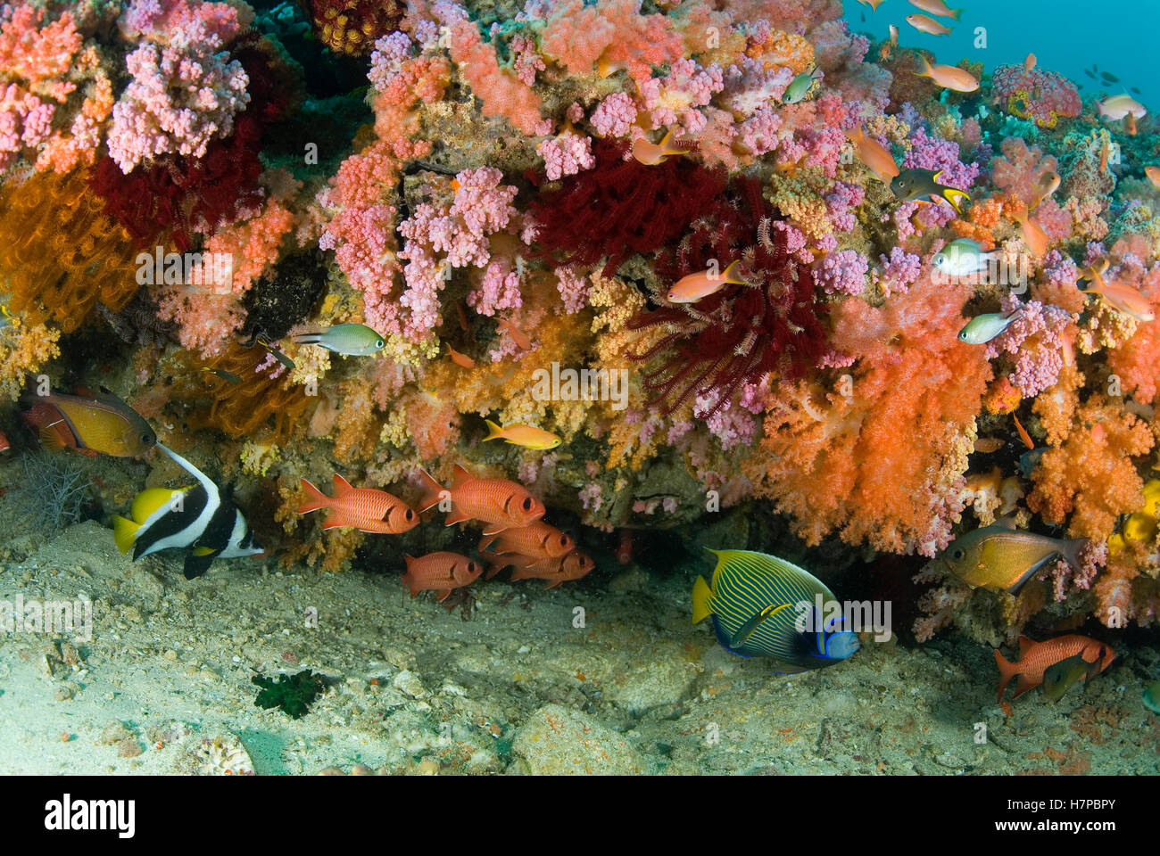 Common Squirrelfish (Holocentrus adscensionis) Pennant Bannerfish ...