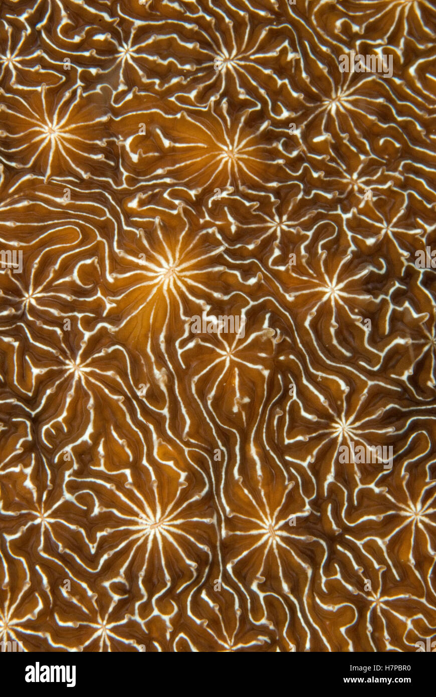 Close up of coral polyps, Raja Ampat Islands, Indonesia Stock Photo - Alamy