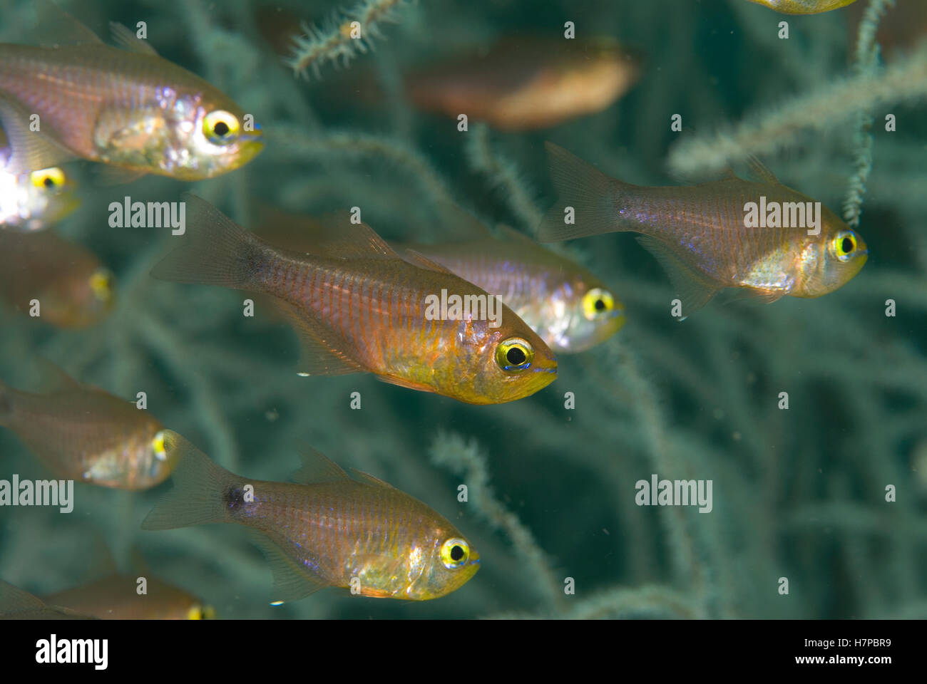 Orangelined Cardinalfish (Archamia fucata) hiding in black coral, Raja ...