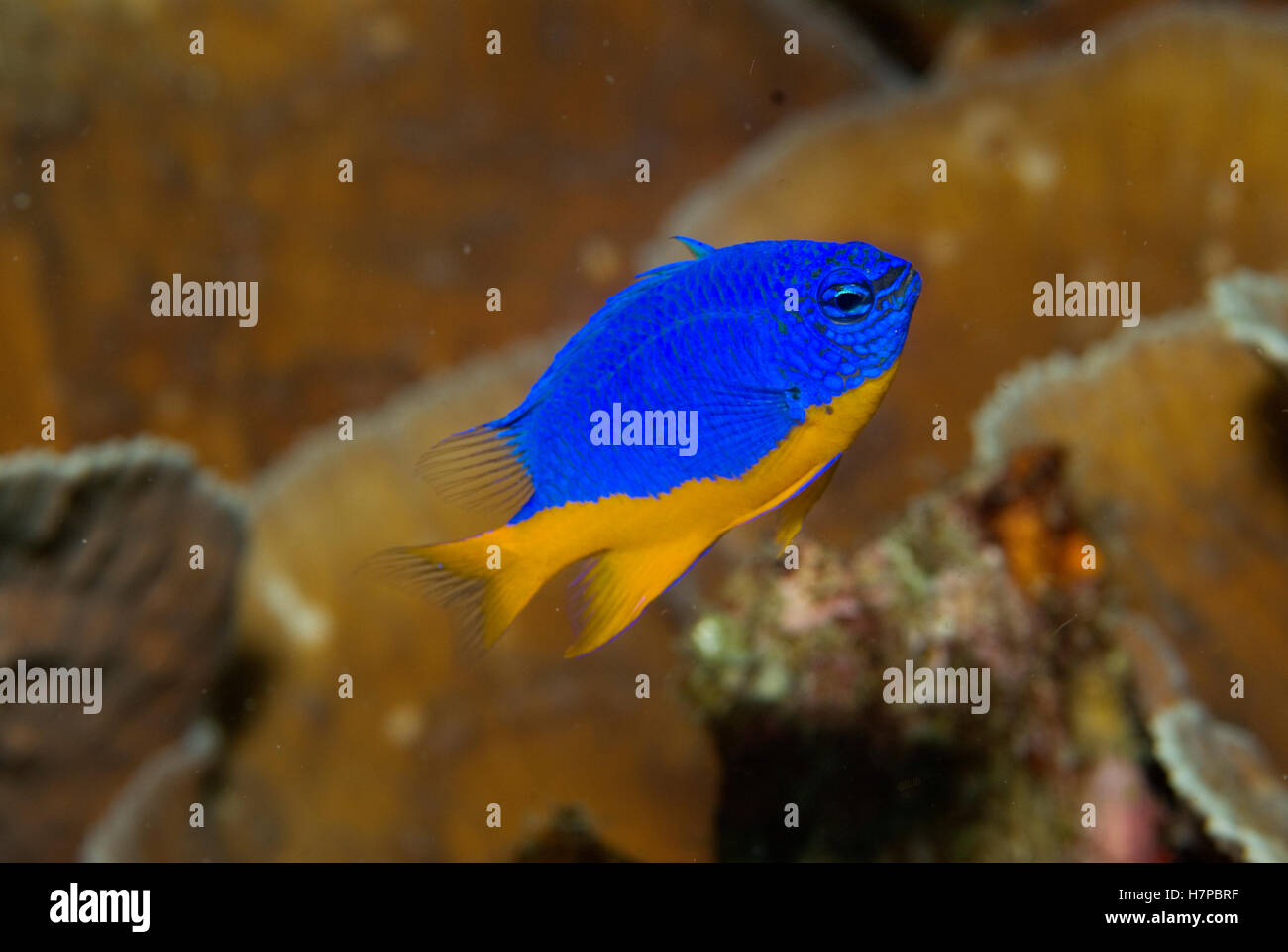 Azure Demoiselle (Chrysiptera hemicyanea), Raja Ampat Islands ...