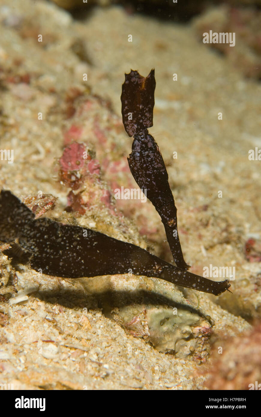 Blue-finned Ghost Pipefish (Solenostomus cyanopterus) pair mimicking ...
