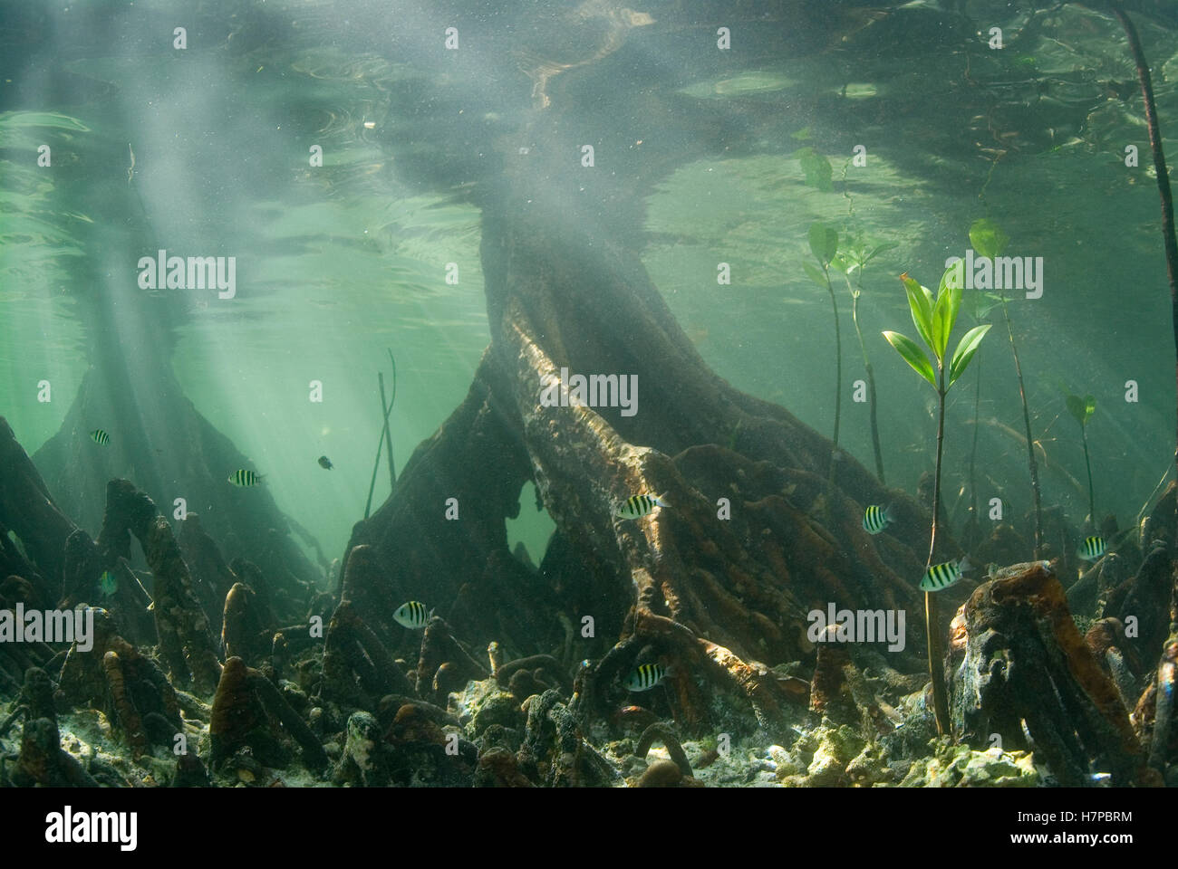 Mangrove (Rhizophoraceae) forest, roots clear water by filtering out ...