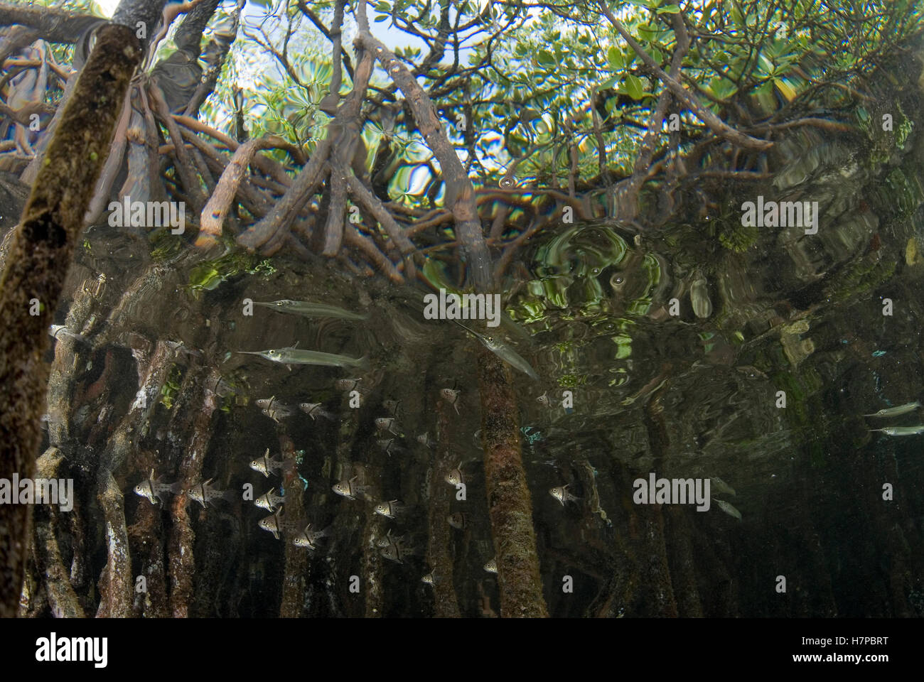 Halfbeak (Hyporhamphus sp) school in Mangrove (Rhizophoraceae) forest ...
