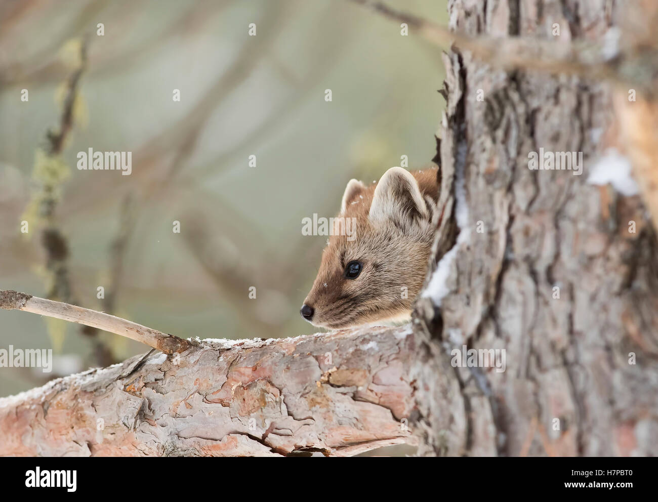 Pine marten in winter in Algonquin Park, Canada Stock Photo - Alamy