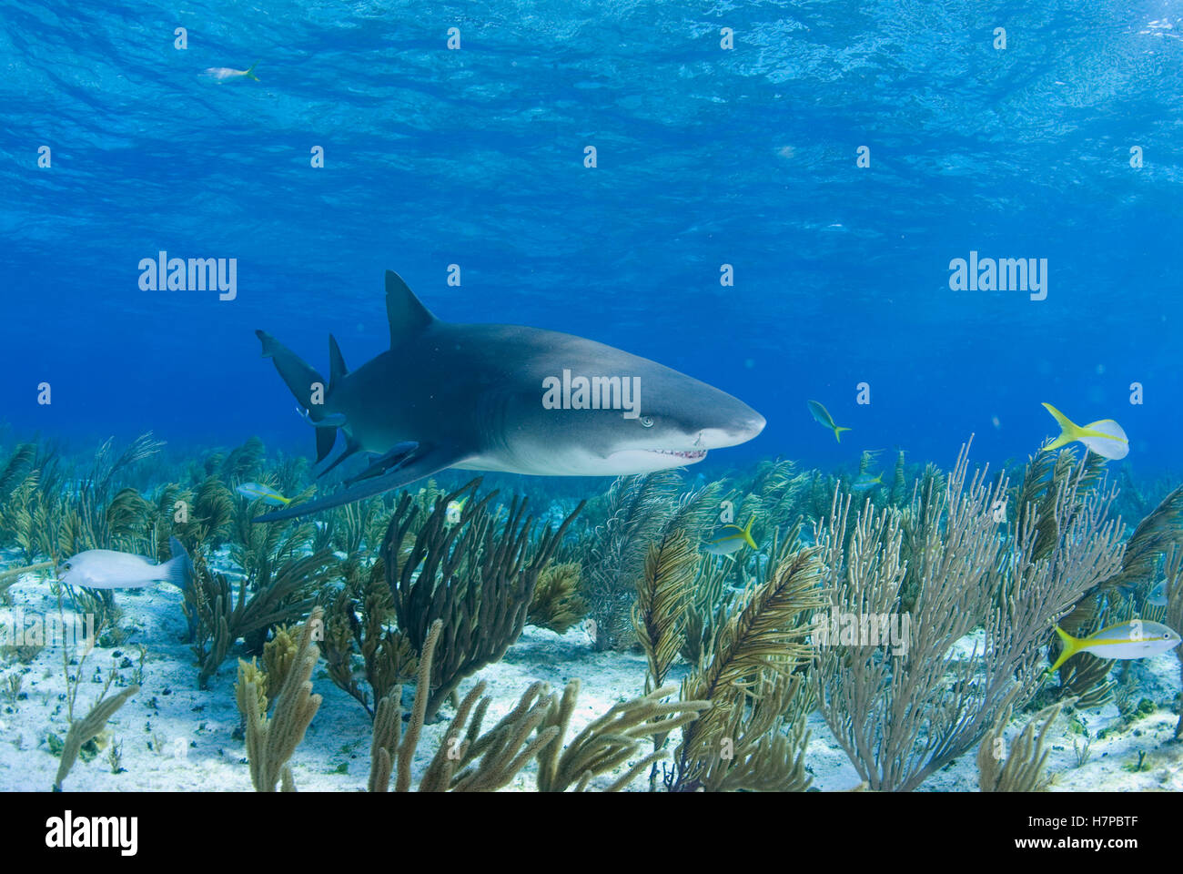 Lemon Shark (Negaprion acutidens) swimming over sea fans, Bahamas ...