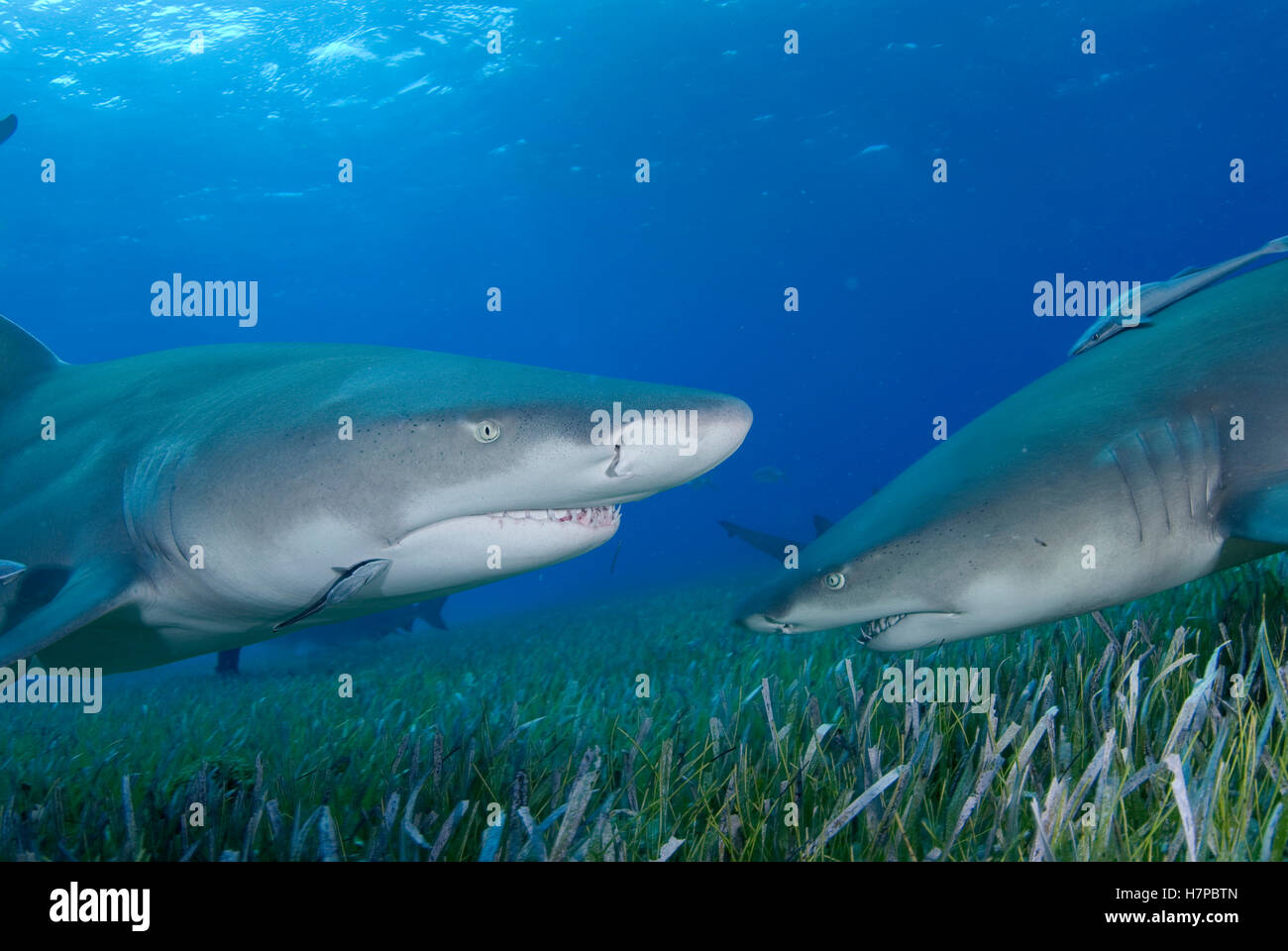 Lemon Shark (Negaprion acutidens) pair, vulnerable species, Bahamas ...