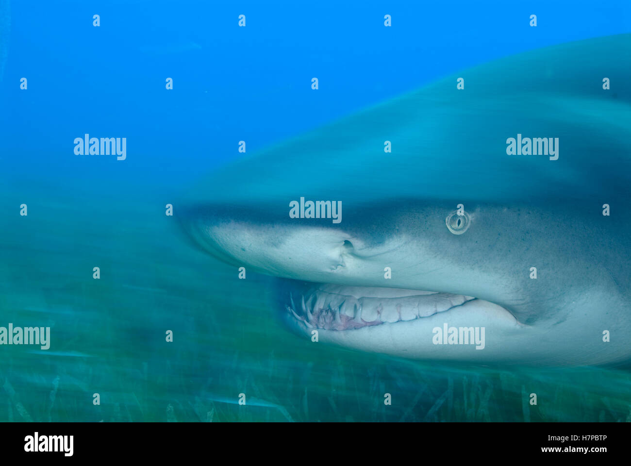 Lemon Shark (Negaprion acutidens) portrait, vulnerable species, Bahamas ...