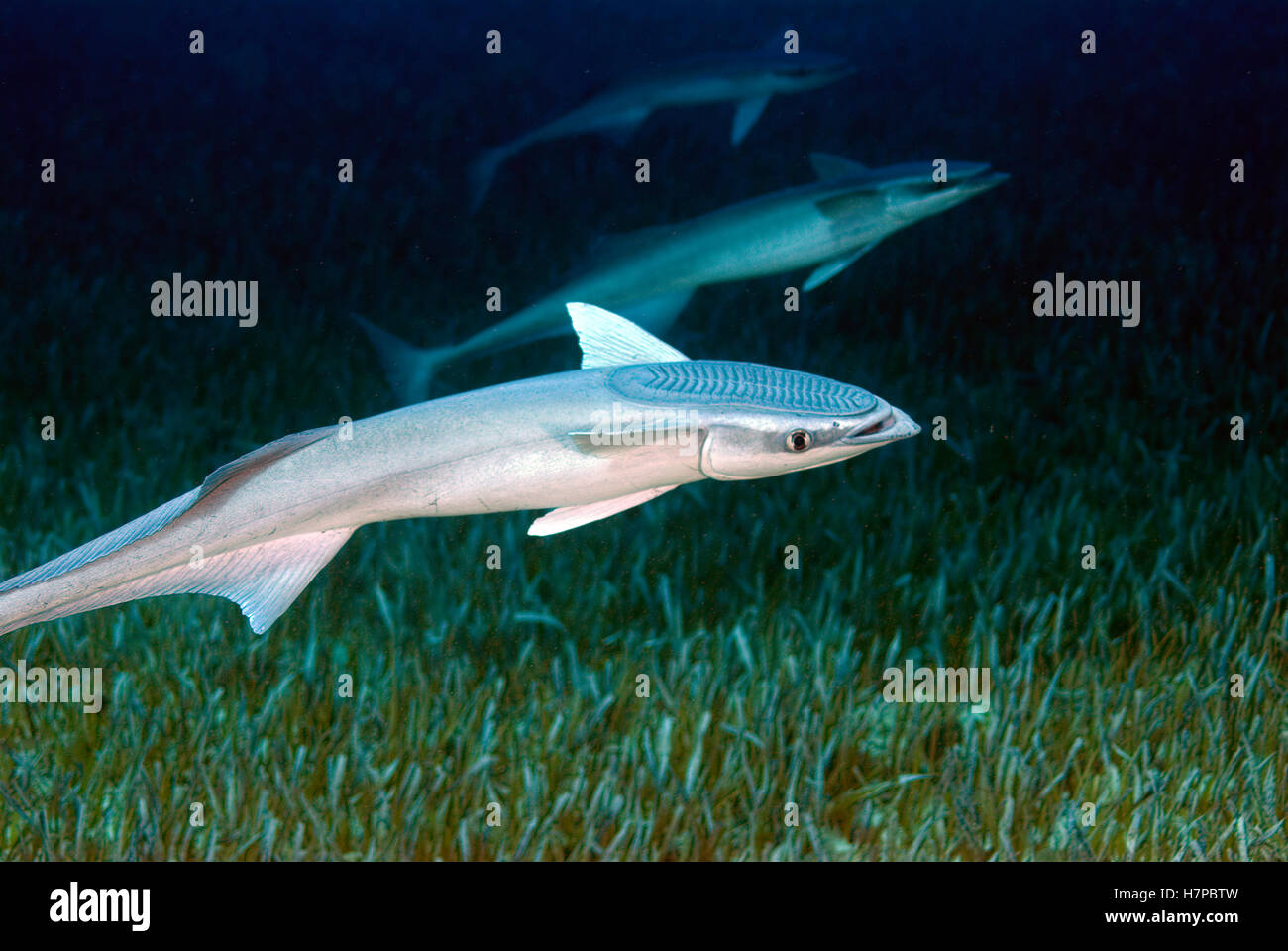 Three remora hi-res stock photography and images - Alamy