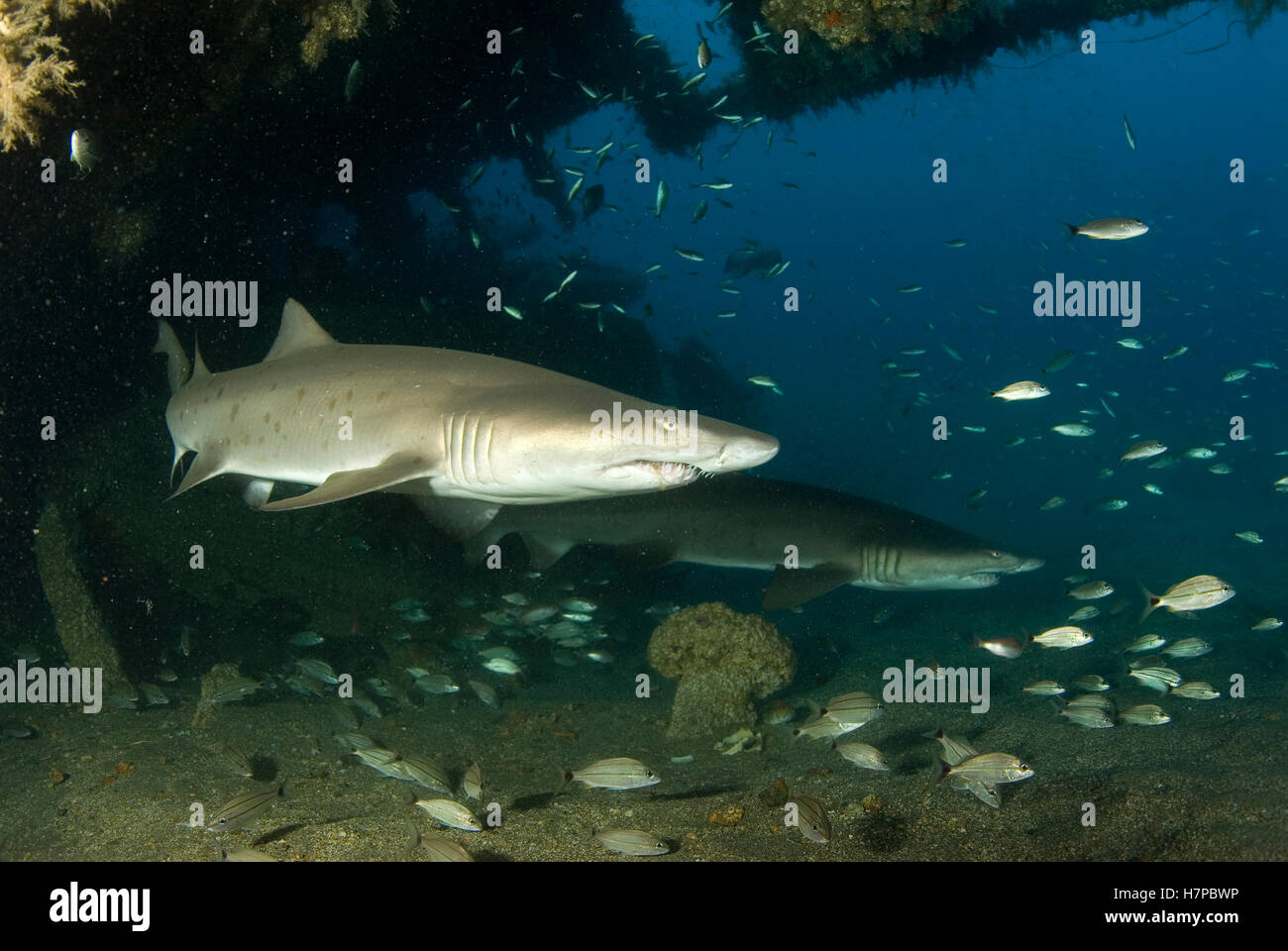 Grey Nurse Shark (Carcharias taurus) pair and other small fish swimming ...