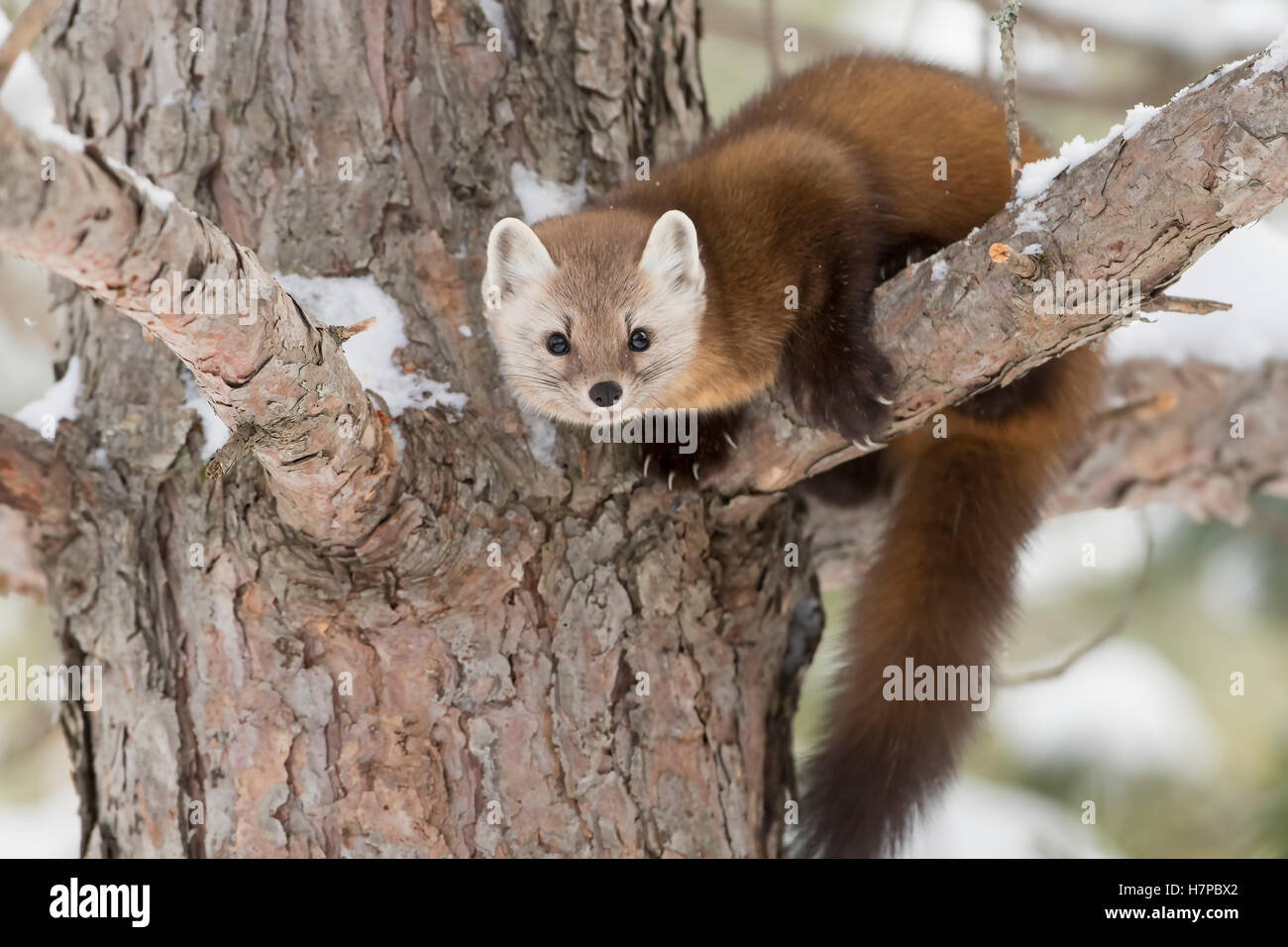 Pine marten in winter in Algonquin Park in Canada Stock Photo - Alamy