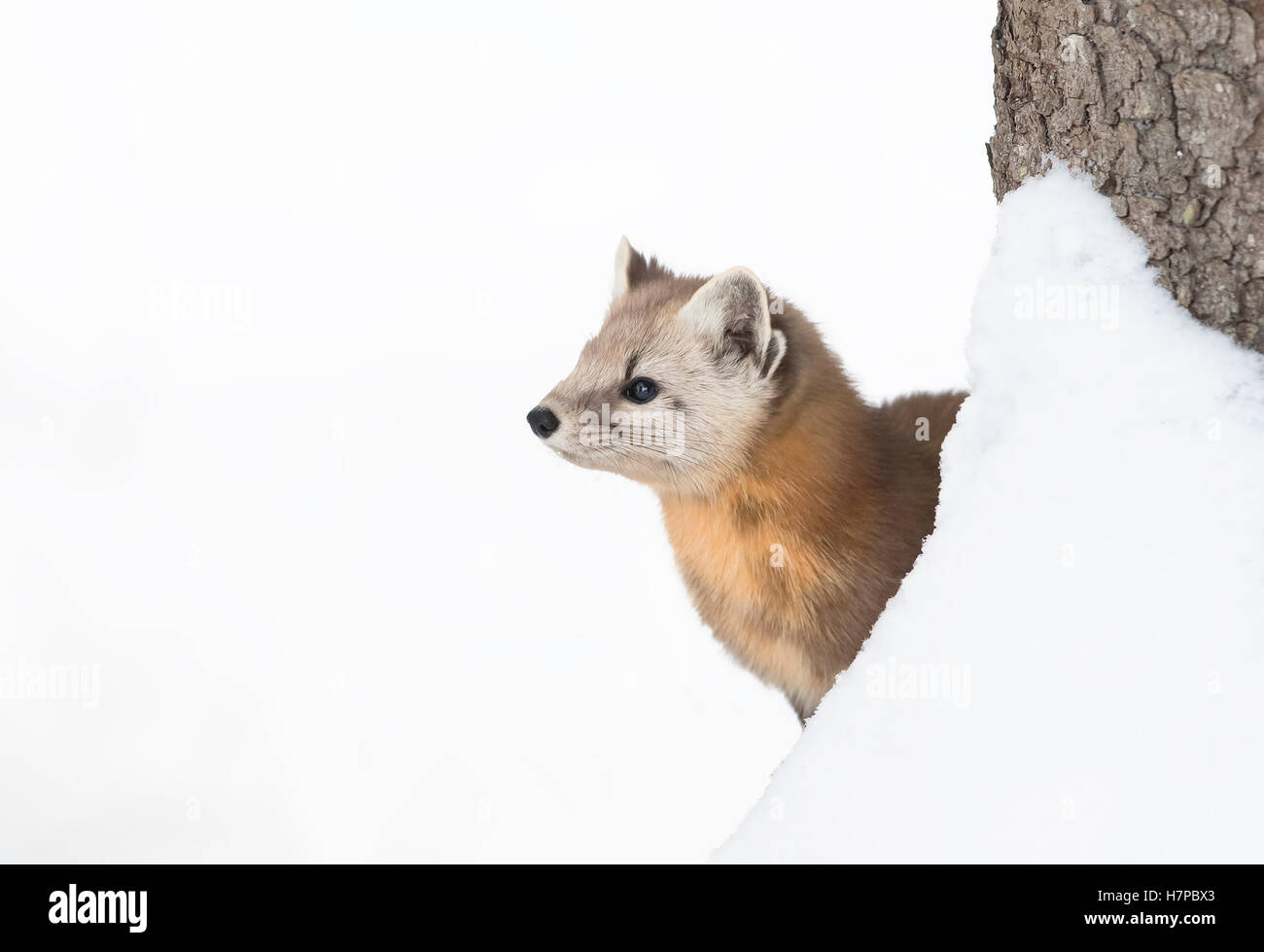 Pine marten in winter in Algonquin Park in Canada Stock Photo - Alamy