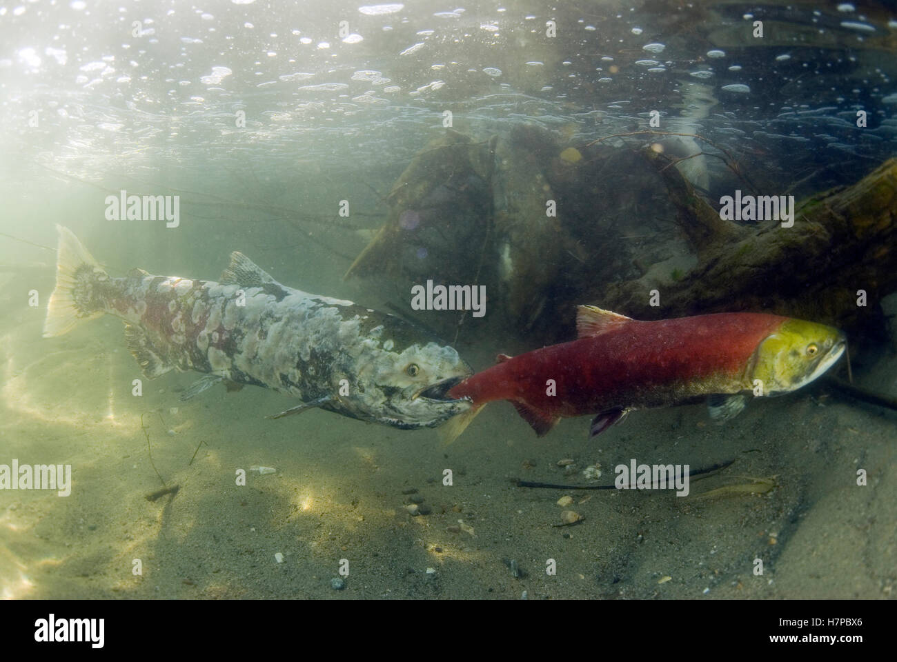 Sockeye Salmon (Oncorhynchus nerka) pair struggling up river to spawn ...