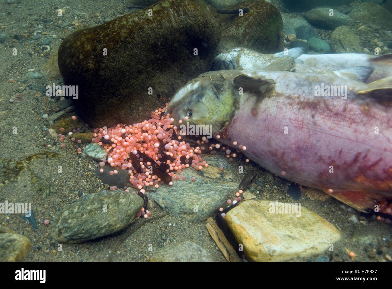 Sockeye Salmon Oncorhynchus Nerka Dead After Spawning With Eggs Near By British Columbia