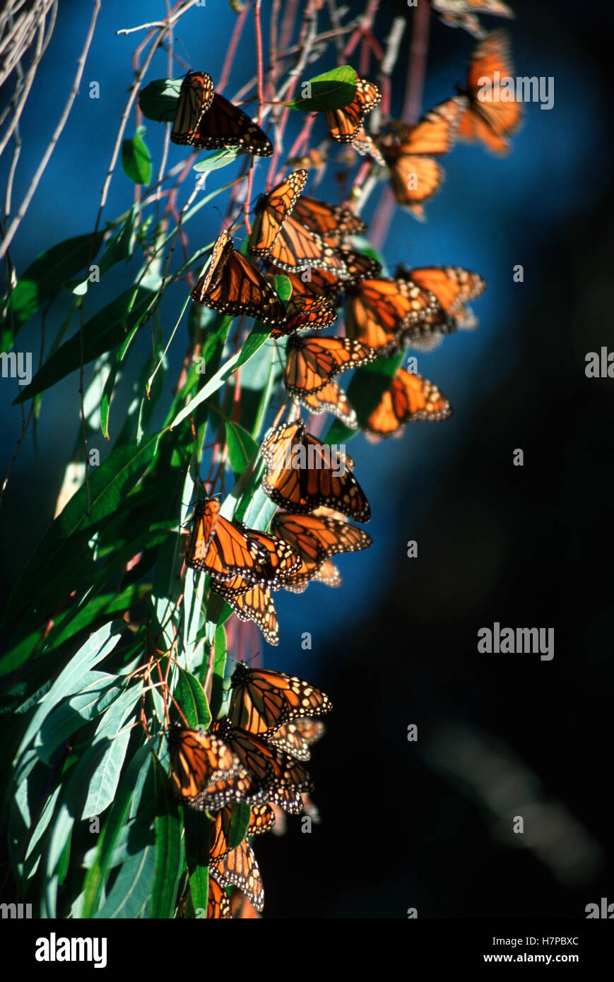 Monarch (Danaus plexippus) butterfly gathering on eucalyptus trees in winter, Pacific Grove ...