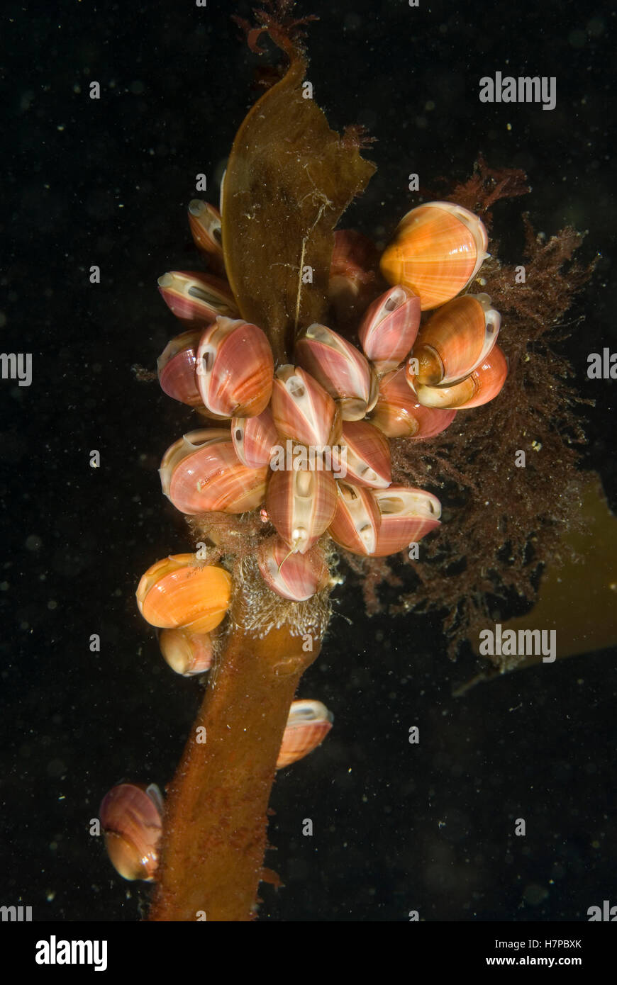 Green Crenella (Musculus discors) cluster attached to dying kelp stem ...