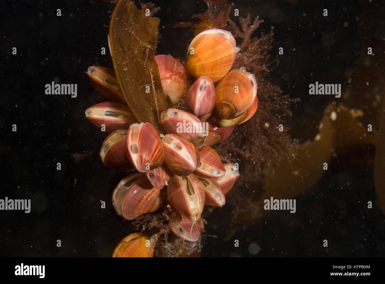 Green Crenella (Musculus discors) cluster attached to dying kelp stem ...