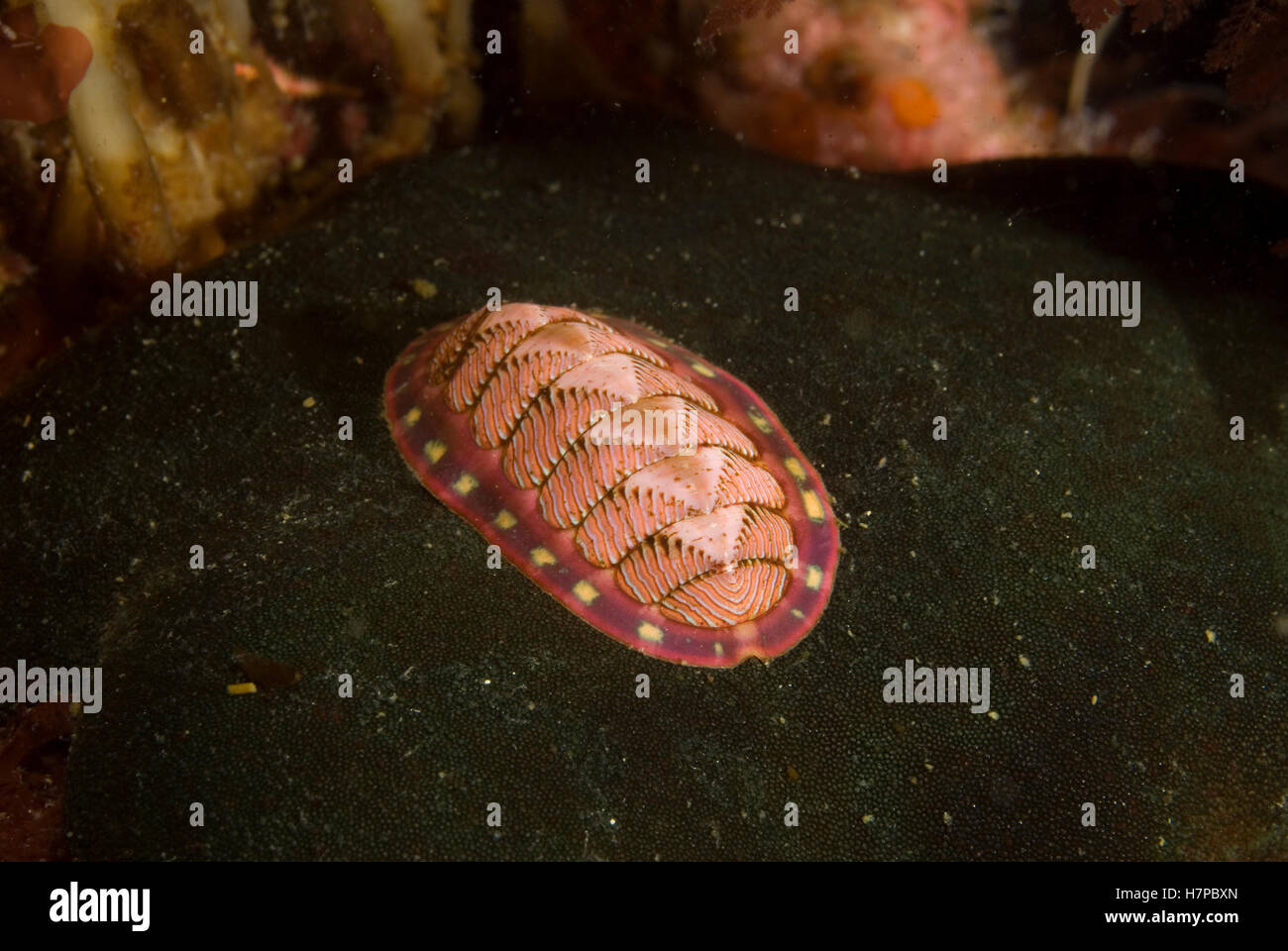 Lined Chiton (Tonicella lineata) uses its radula to scrape food from ...