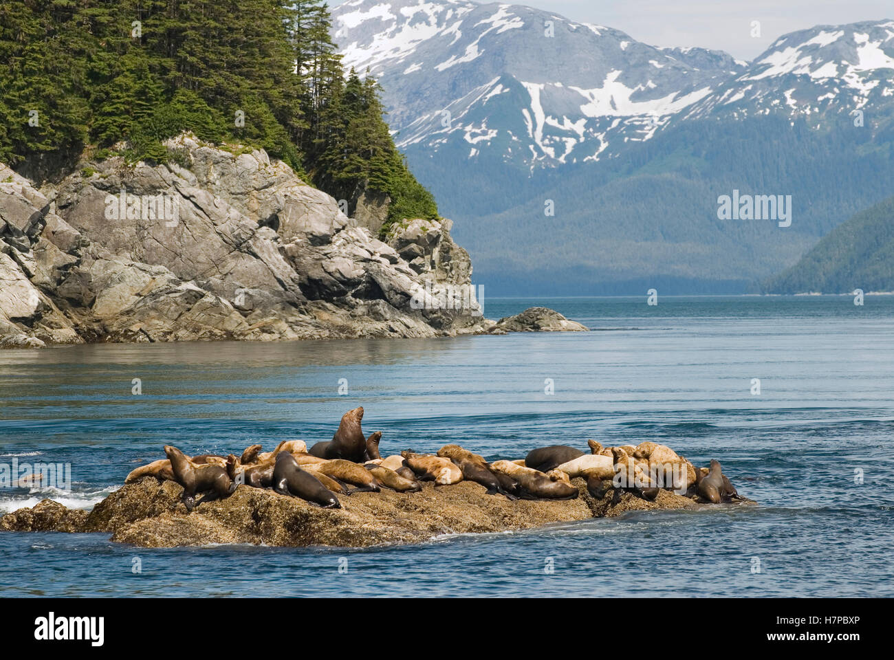 Steller's Sea Lion (Eumetopias jubatus) group hauled out on rocks ...