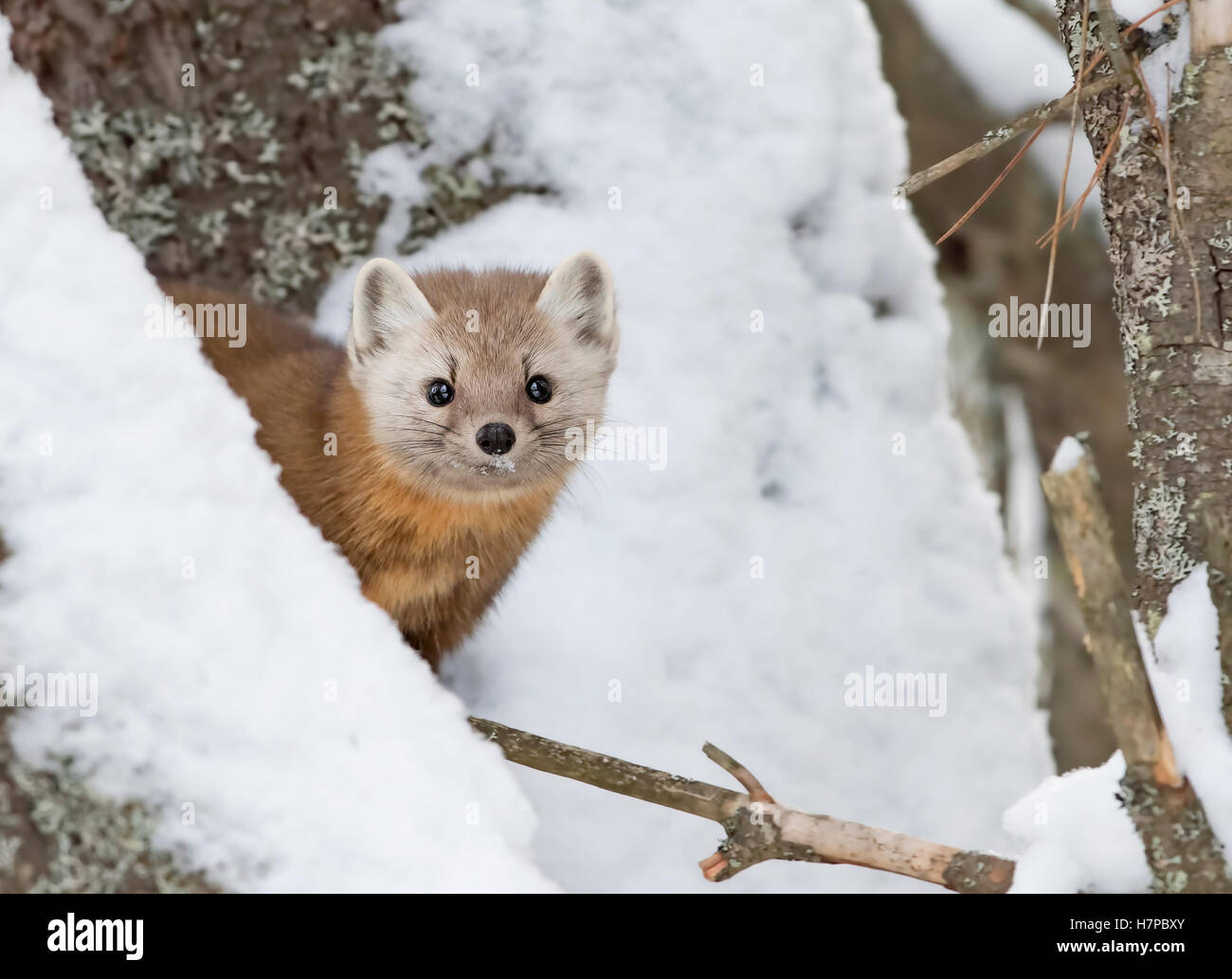 Pine marten in winter in hi-res stock photography and images - Alamy