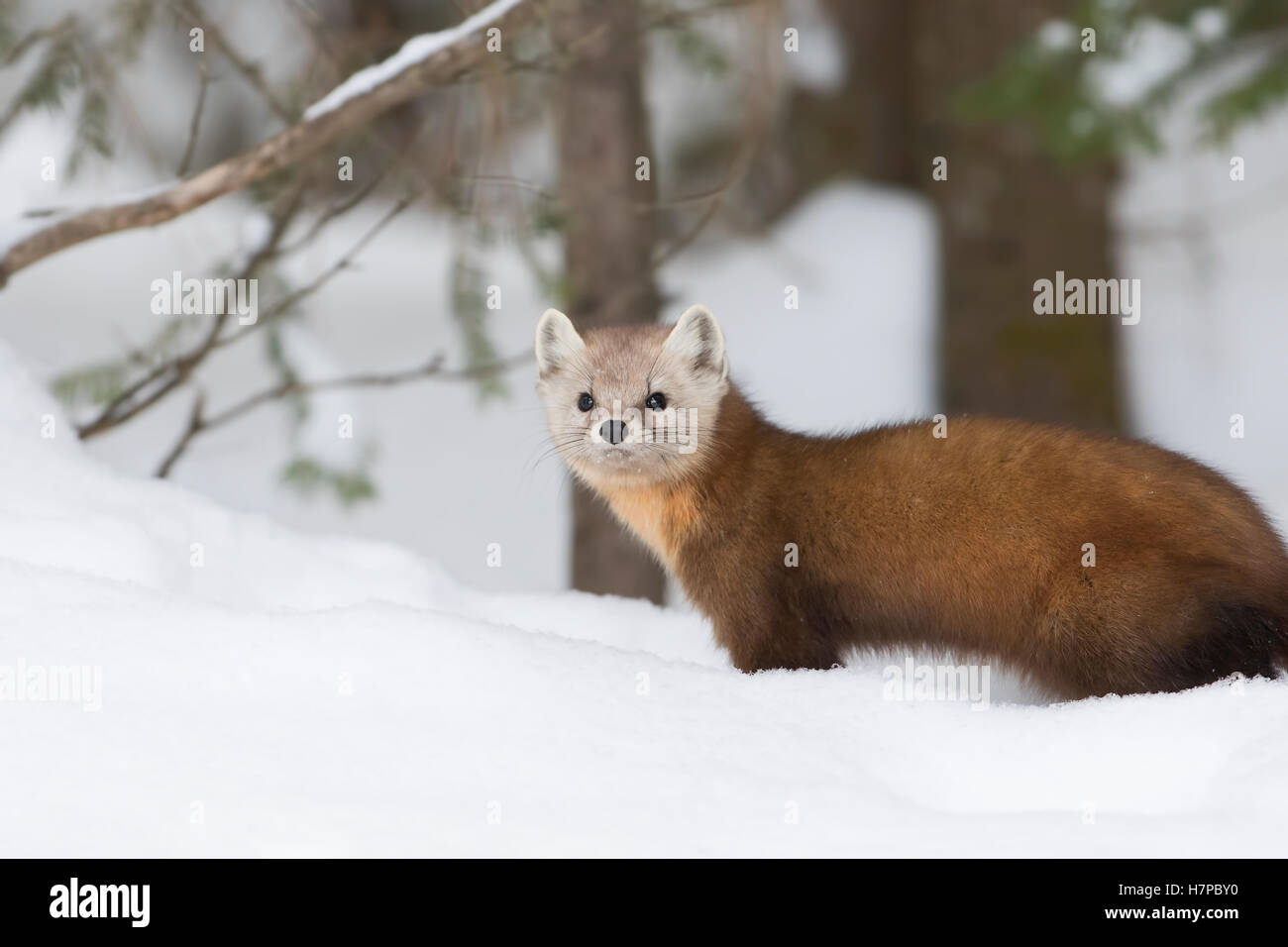 Pine marten in winter in Algonquin Park in Canada Stock Photo - Alamy