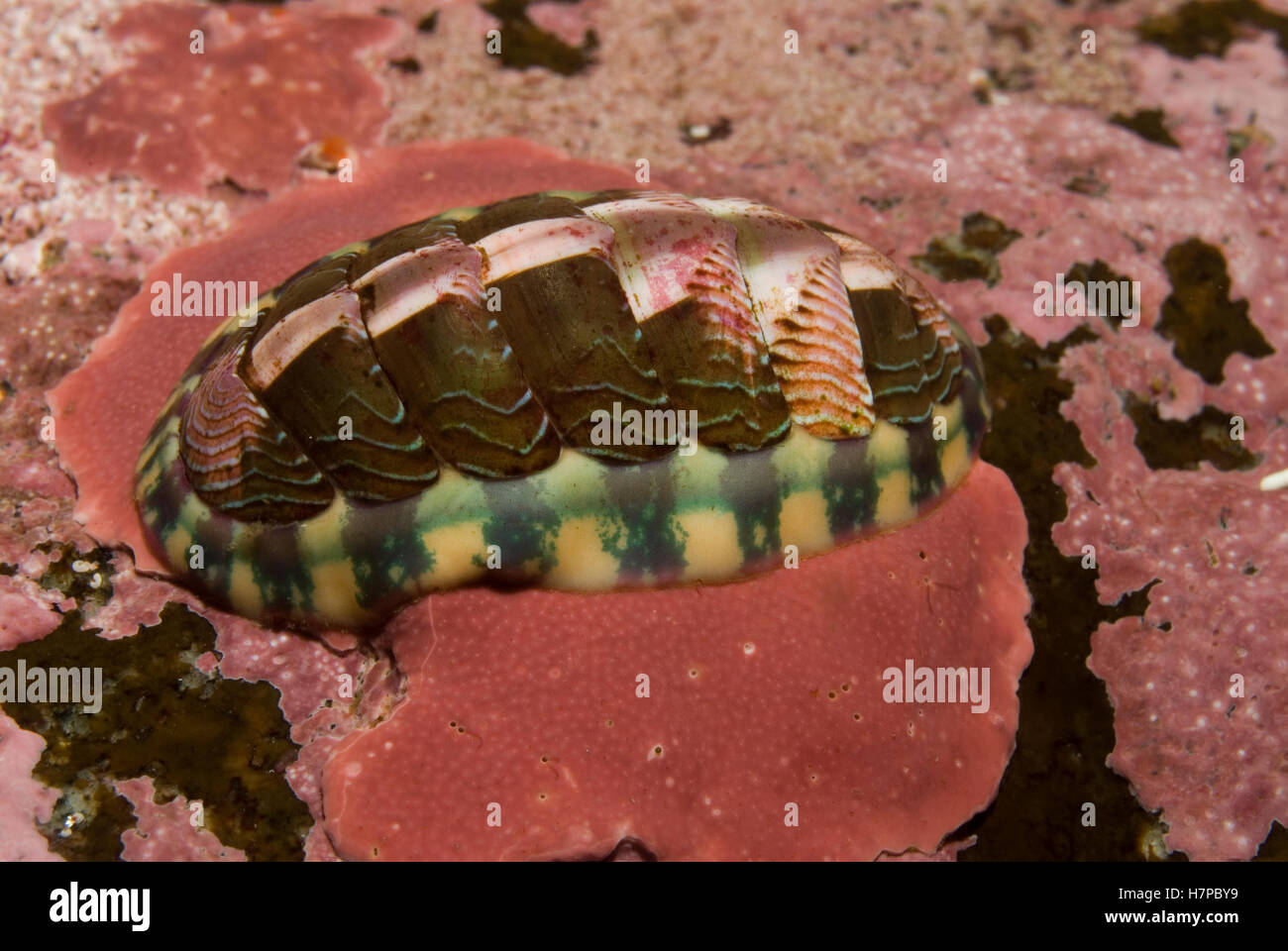 Blue-lined Chiton (Tonicella undocaerulea) uses its radula to scrape ...