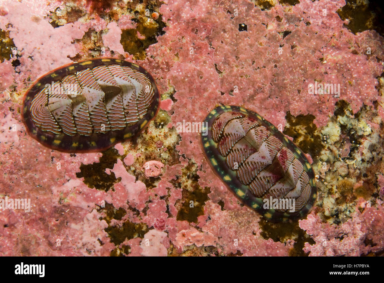 Blue-lined Chiton (Tonicella undocaerulea) pair use their radula to ...
